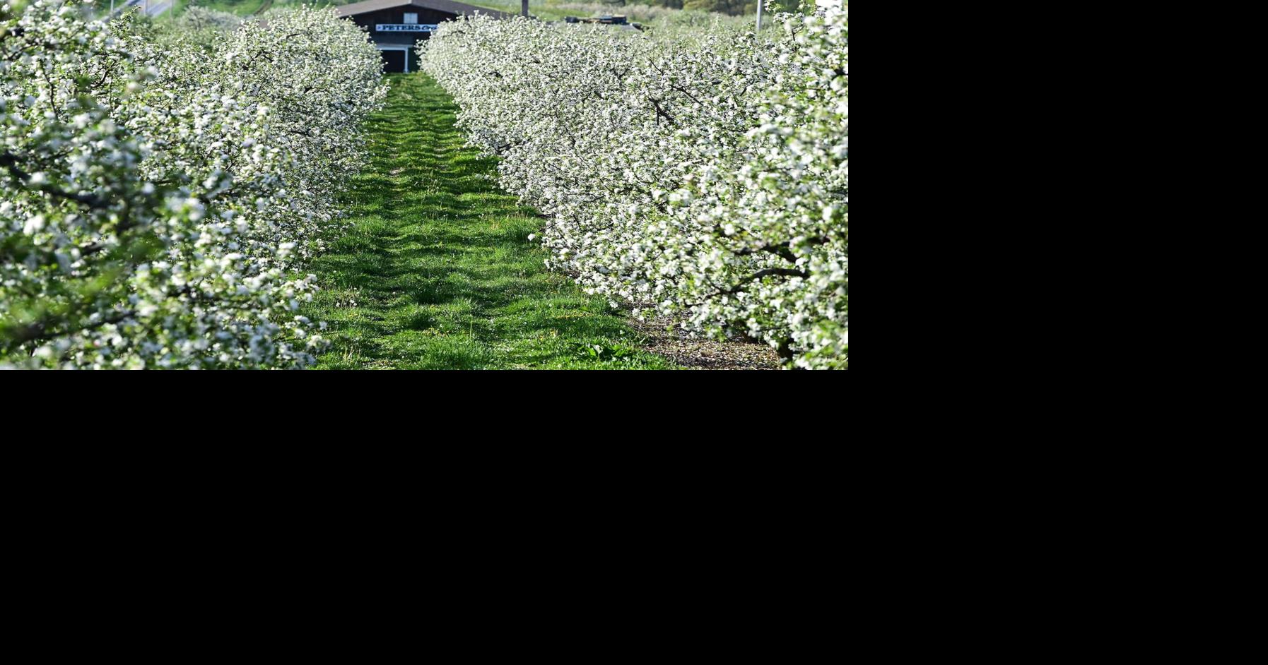 Photos: Fruit trees in area orchards blooming