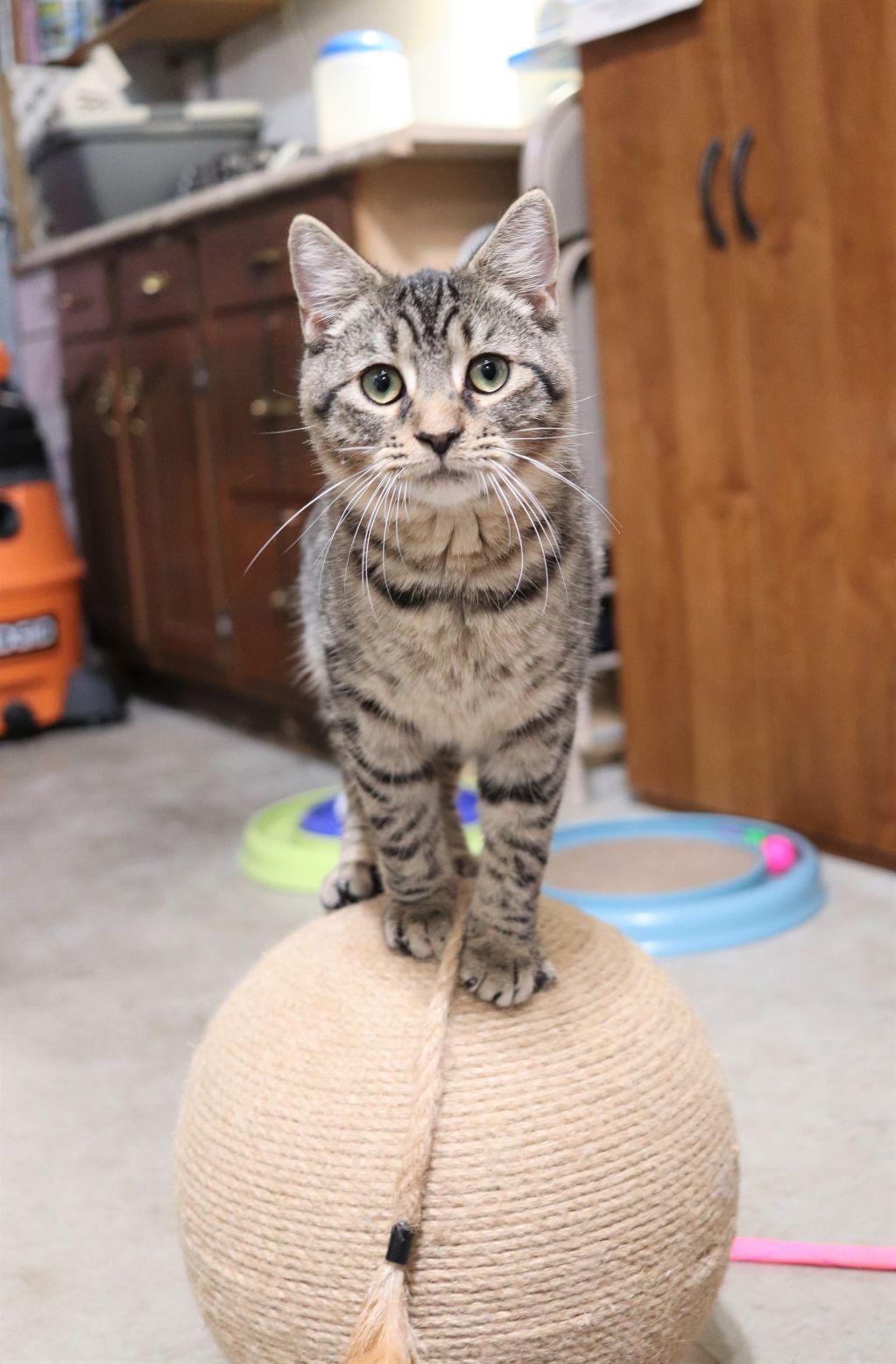Furry Friends of the Week: Gabby and Butler | Pets | cumberlink.com