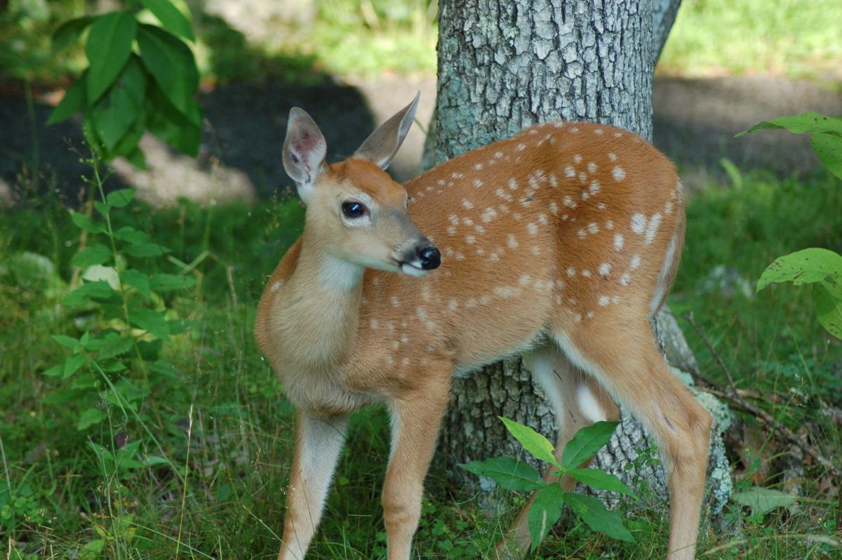Fawn study sees stable survival rates in Pennsylvania