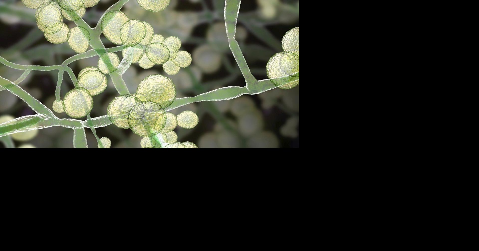 Superbug fungus cases rose dramatically during pandemic