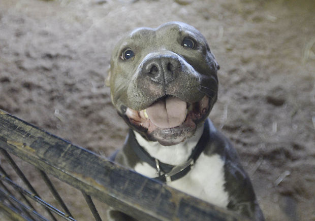 New animal rescue in Monroe Township aims to help paws in need