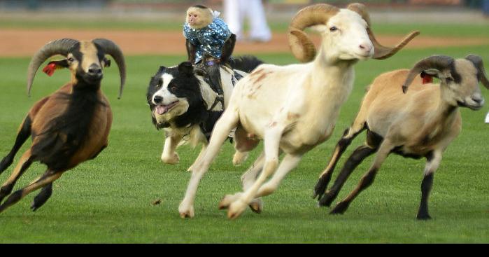 Gallery: Cowboy Monkey Rodeo