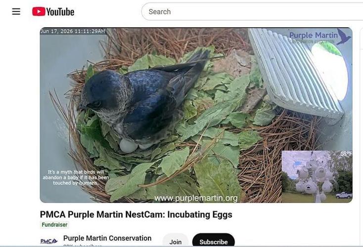Live nestcam features breeding birds at Presque Isle State Park