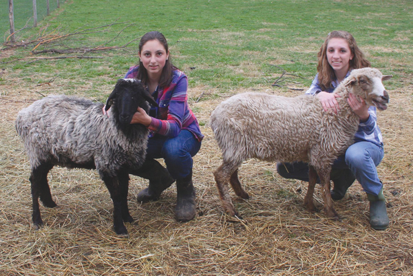 Alphynix's cave sheep : r/SpeculativeEvolution