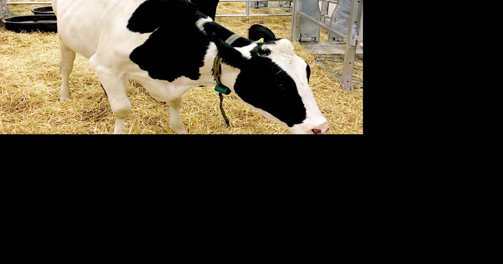 Calving Center shows cows' birthing process daily at Farm Show