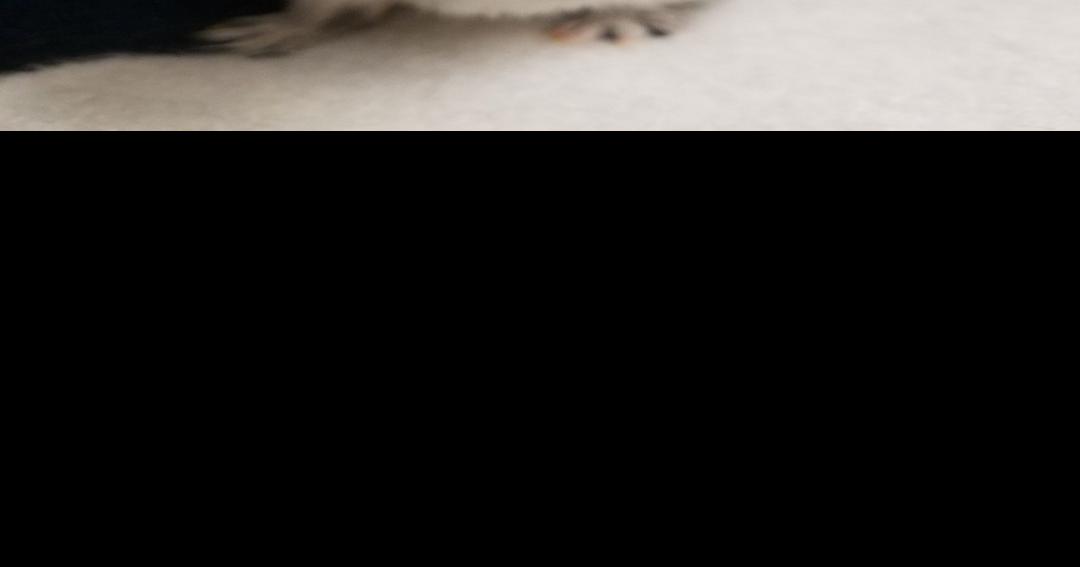 CVAS Pets of the Week: Cloud and Daphne