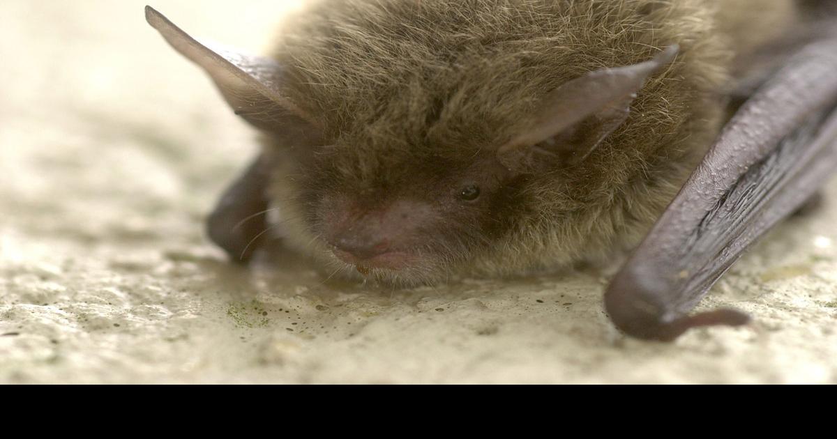 Game Commission uses cameras to protect bat sites