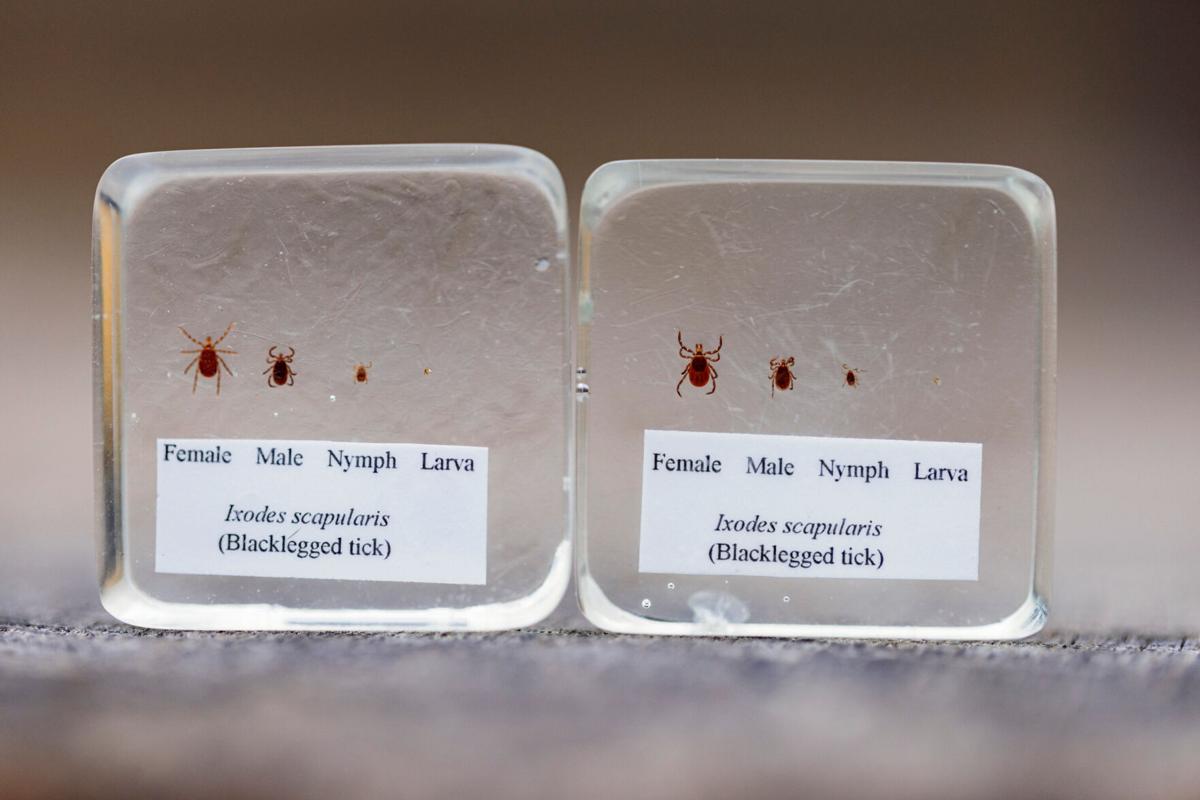 DEP: Deer Tick Virus detected at high levels in three locations in Pa.