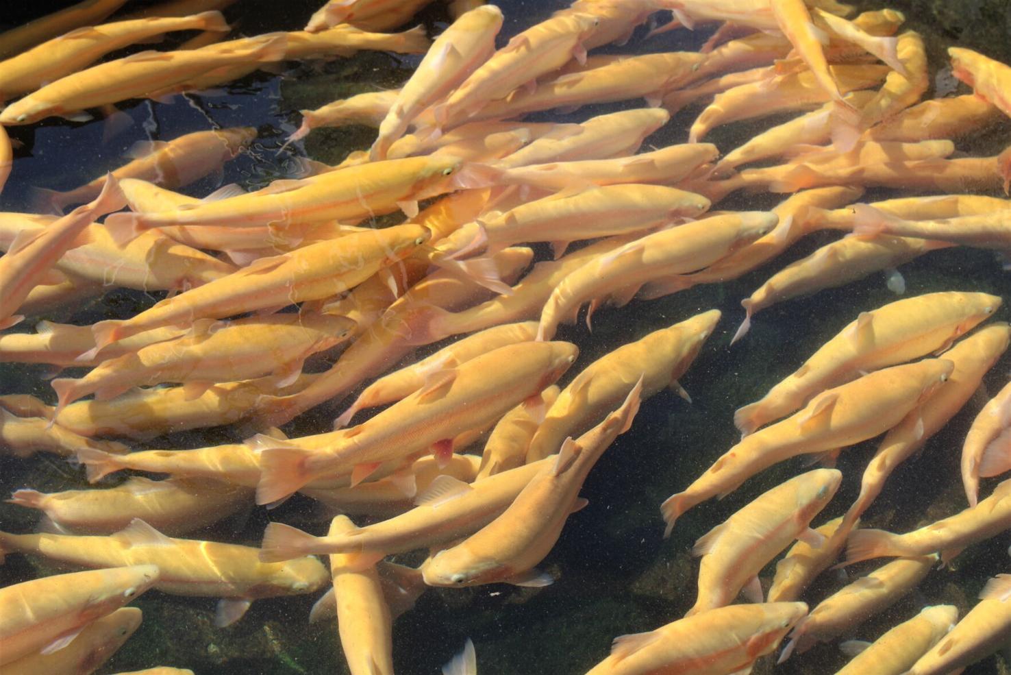 PHOTOS: An inside look at Huntsdale State Fish Hatchery in Penn Township