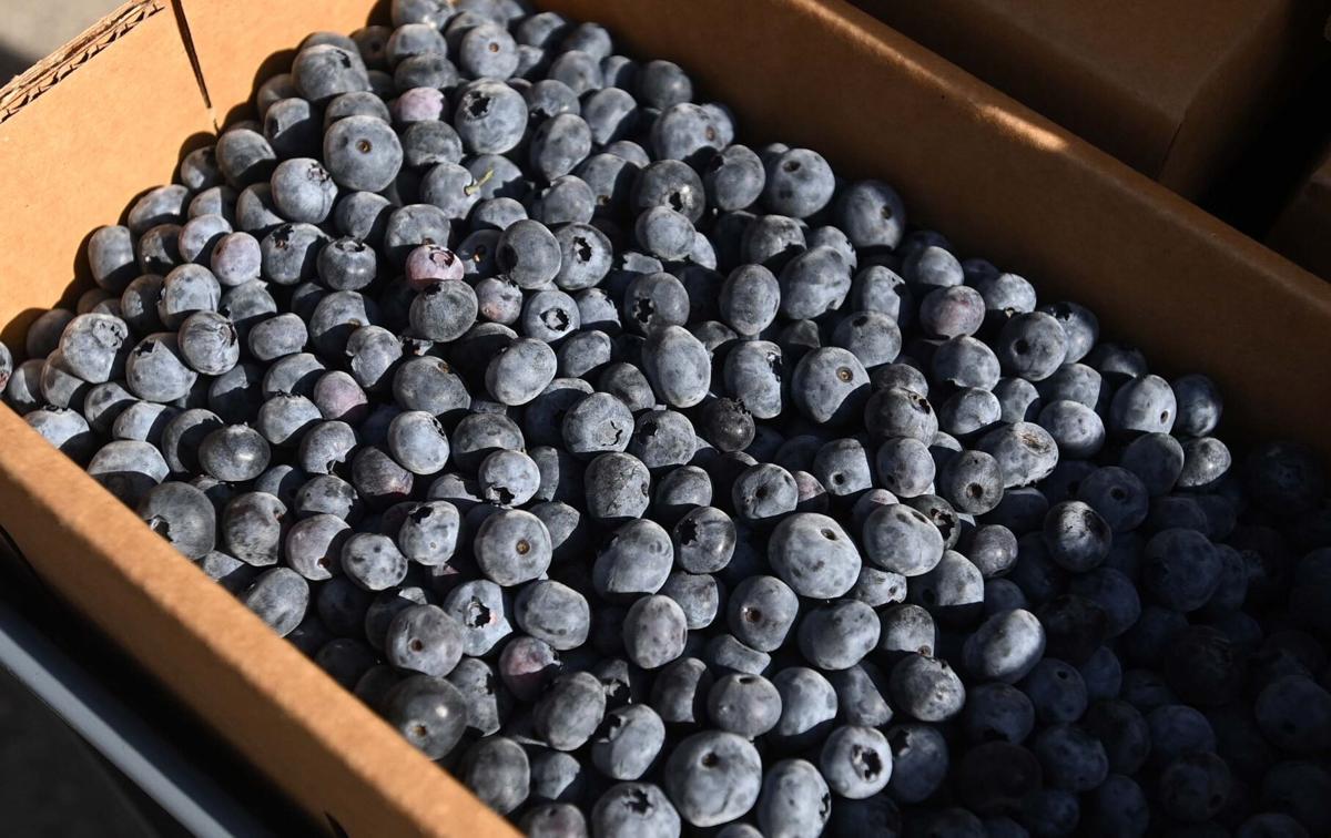 Carlisle Kiwanis Club begins annual blueberry sale