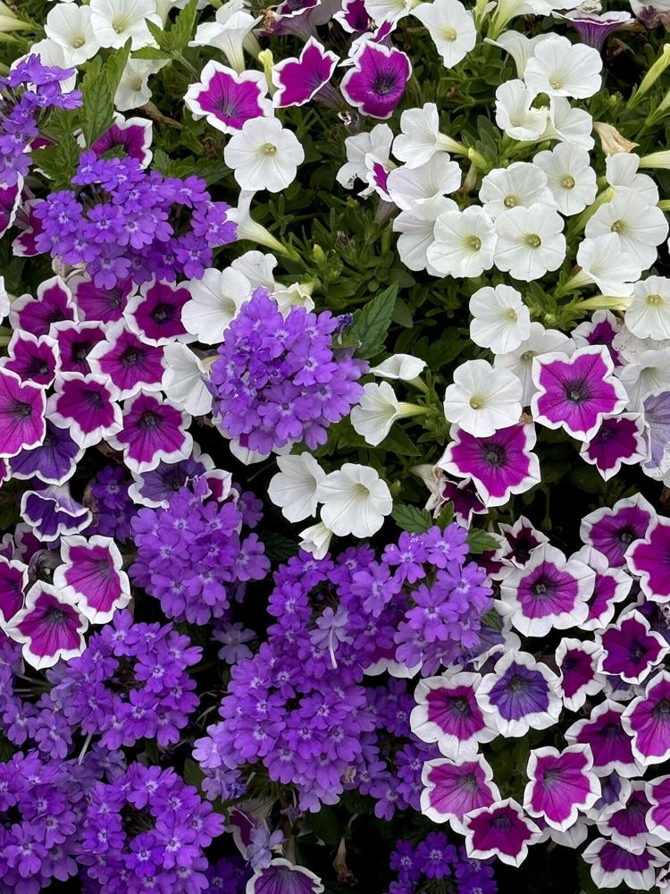 On Gardening: Supertunia brings home the trophies | At Home | daily ...