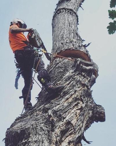 Arbor Safe Tree Service Redesigns Website to Better Serve Nampa ...