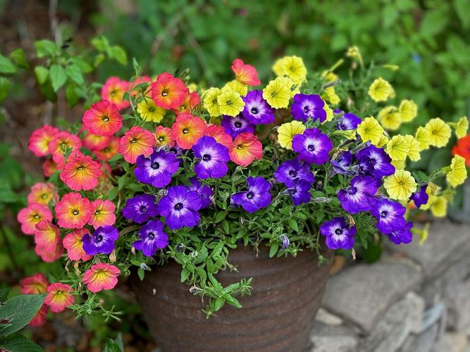 On Gardening: Supertunia Mini Vista Yellow named Annual Of The Year ...