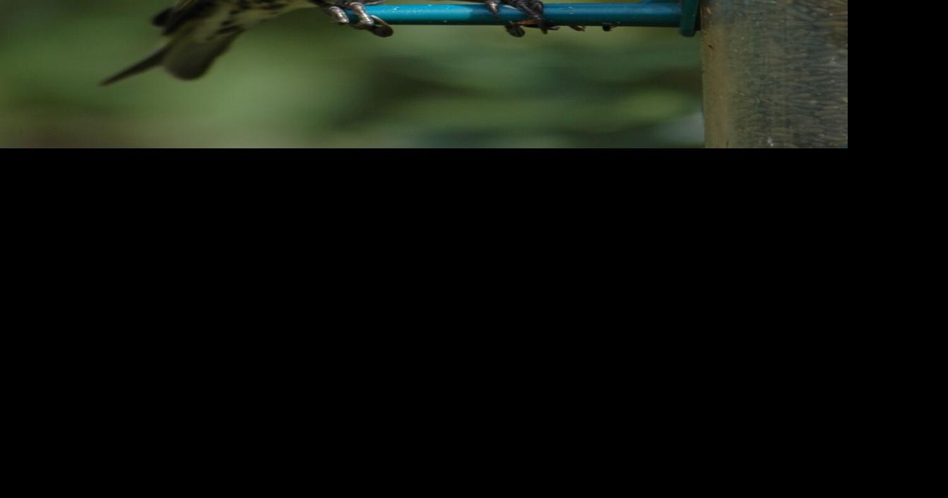 DNR: Clean your bird feeders | At Home | daily-tribune.com