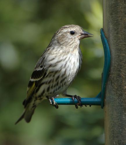 DNR: Clean your bird feeders | At Home | daily-tribune.com