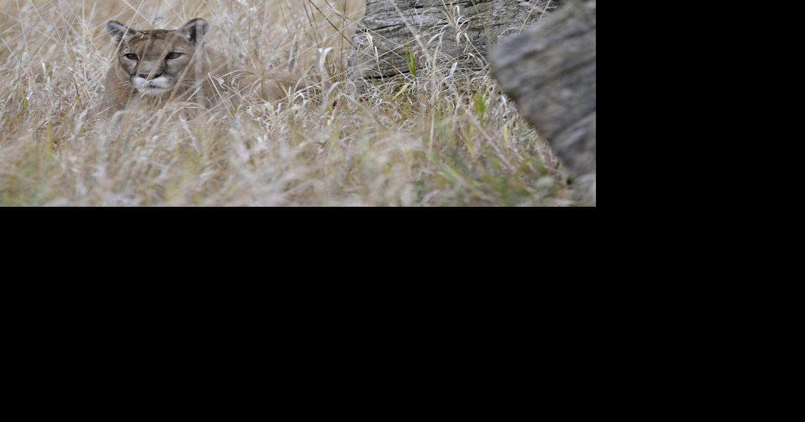 How would a mountain lion hunting ban affect feline’s population ...