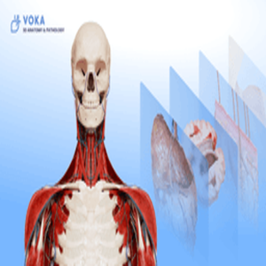 VOKA 3D Anatomy & Pathology Expands Free Access to the Entire 3D Model ...