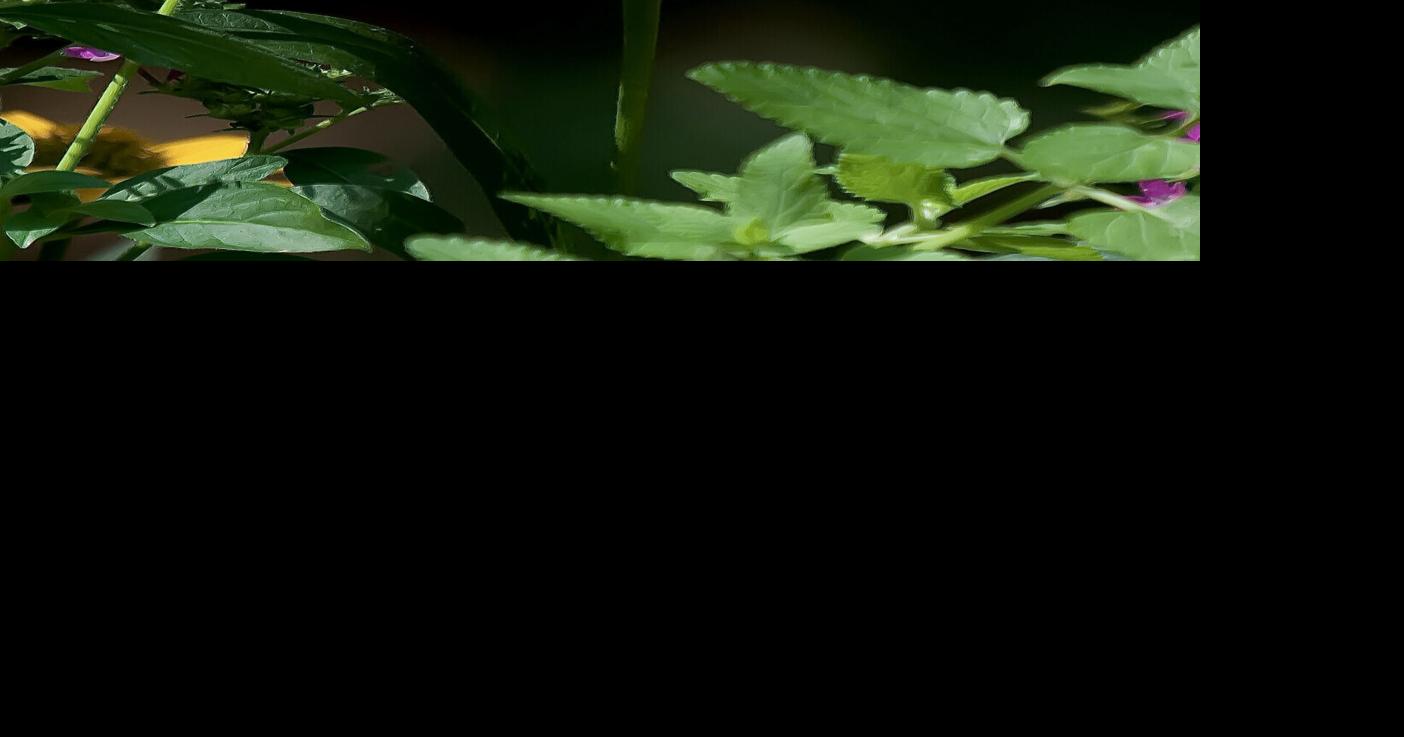 On Gardening: Sunstar pentas | At Home | daily-tribune.com