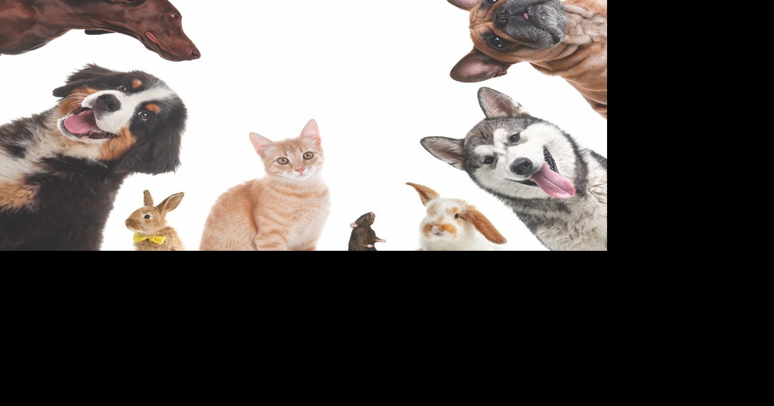 Dogs, cats can make great pets | At Home | daily-tribune.com