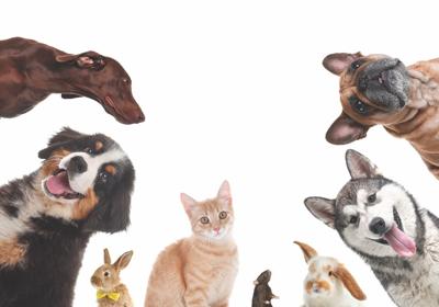 Dogs, cats can make great pets | At Home | daily-tribune.com