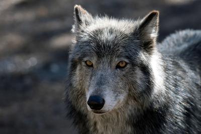 Two new wolf packs confirmed in California amid population boom ...