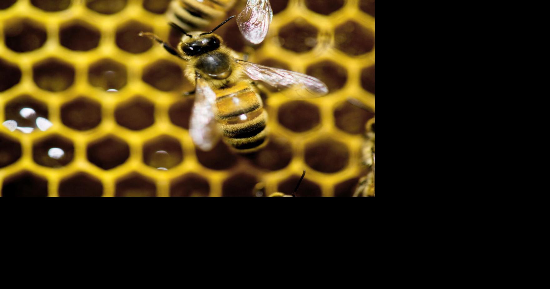 What really makes a queen bee | Features | daily-tribune.com