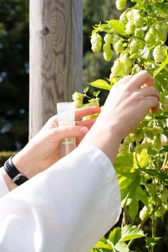 Carlsberg Research Laboratory unlocks the genetic code of hops, helping ...