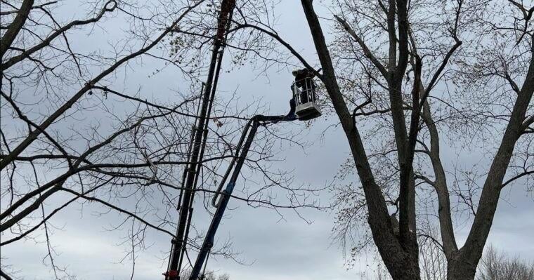 Local Tree Service Built on Safety and Honest Pricing | Press Releases ...
