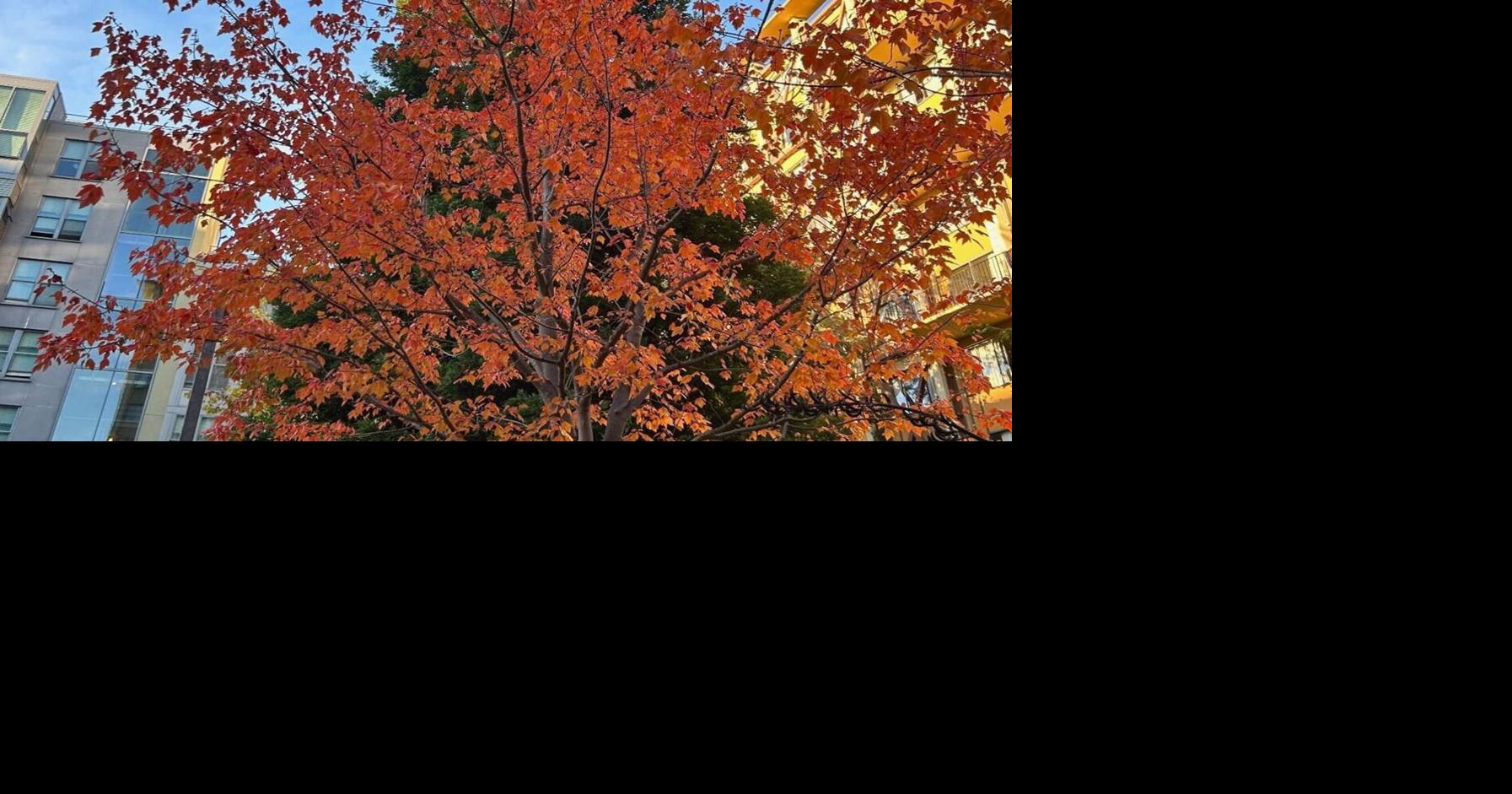 Burning tree | Poems | dailycal.org