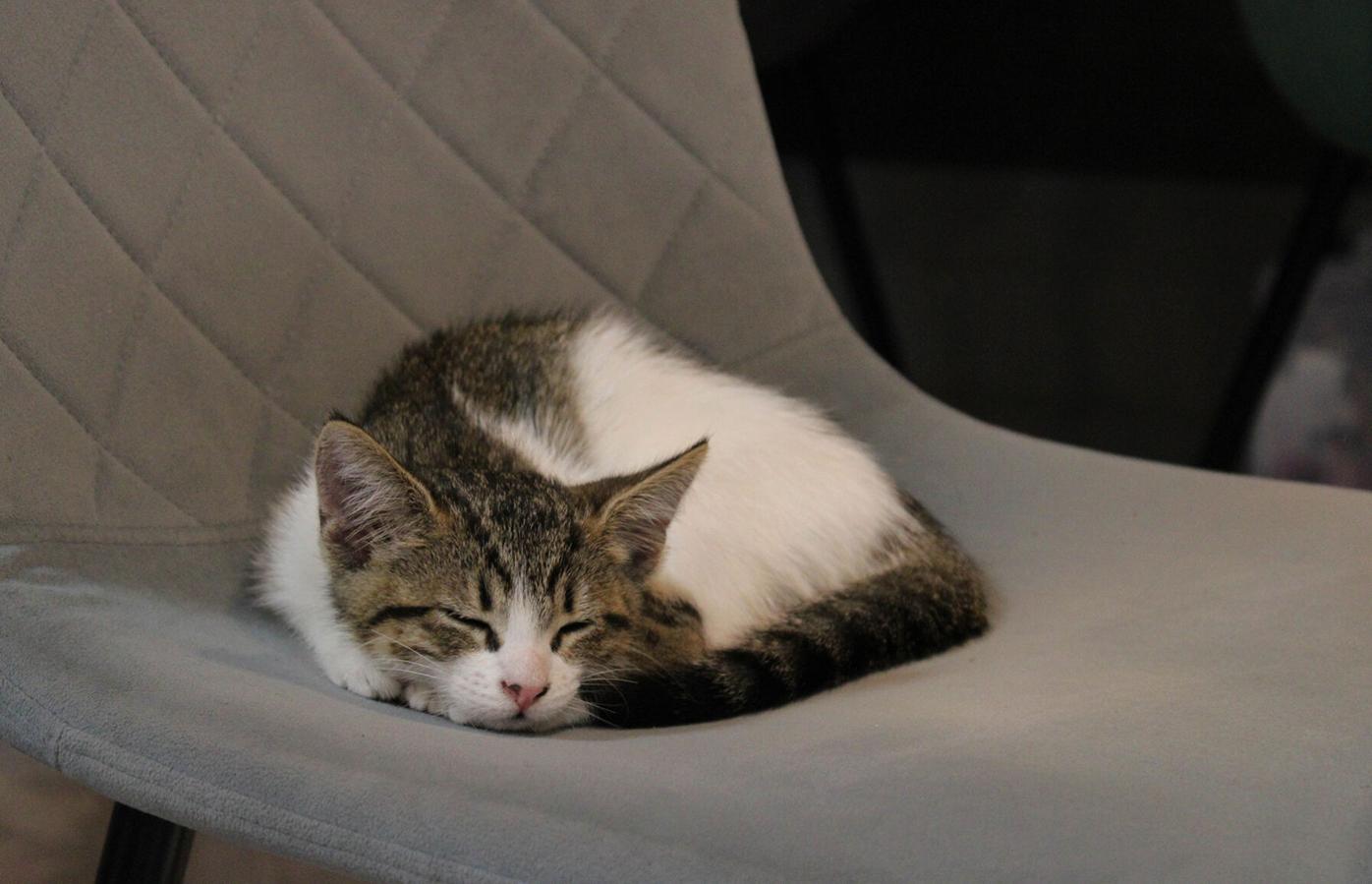 kittens coffee everett