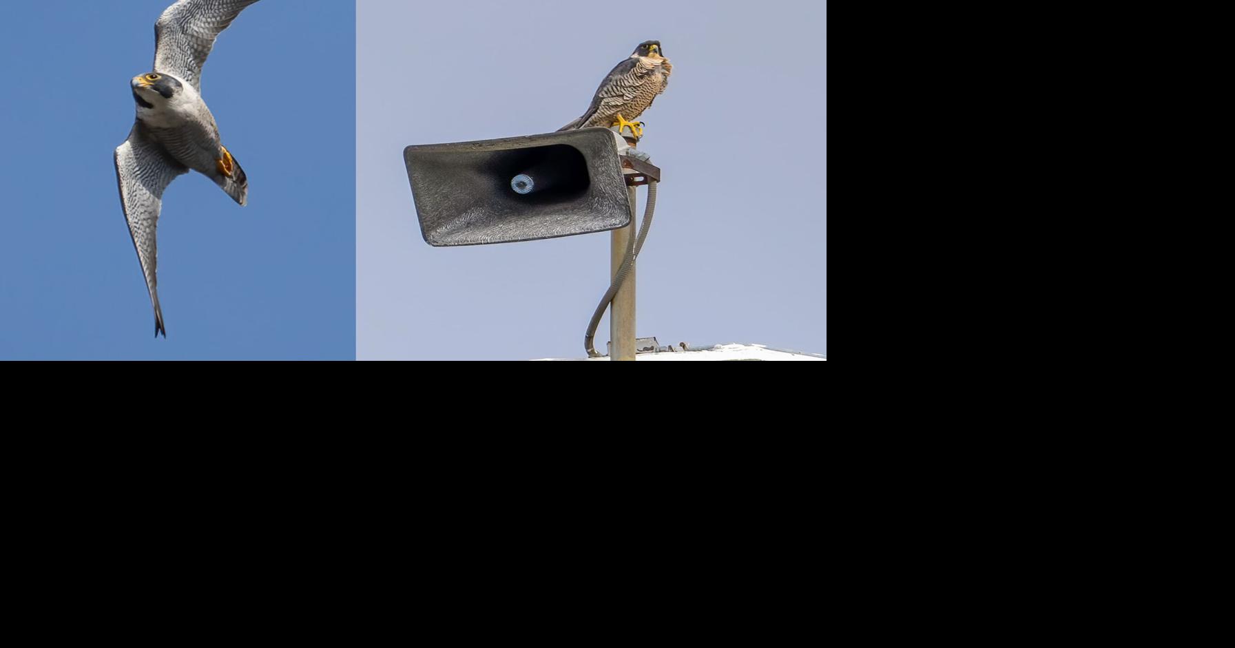 Sick with love: Campus falcon’s affair takes flight | Student Life ...