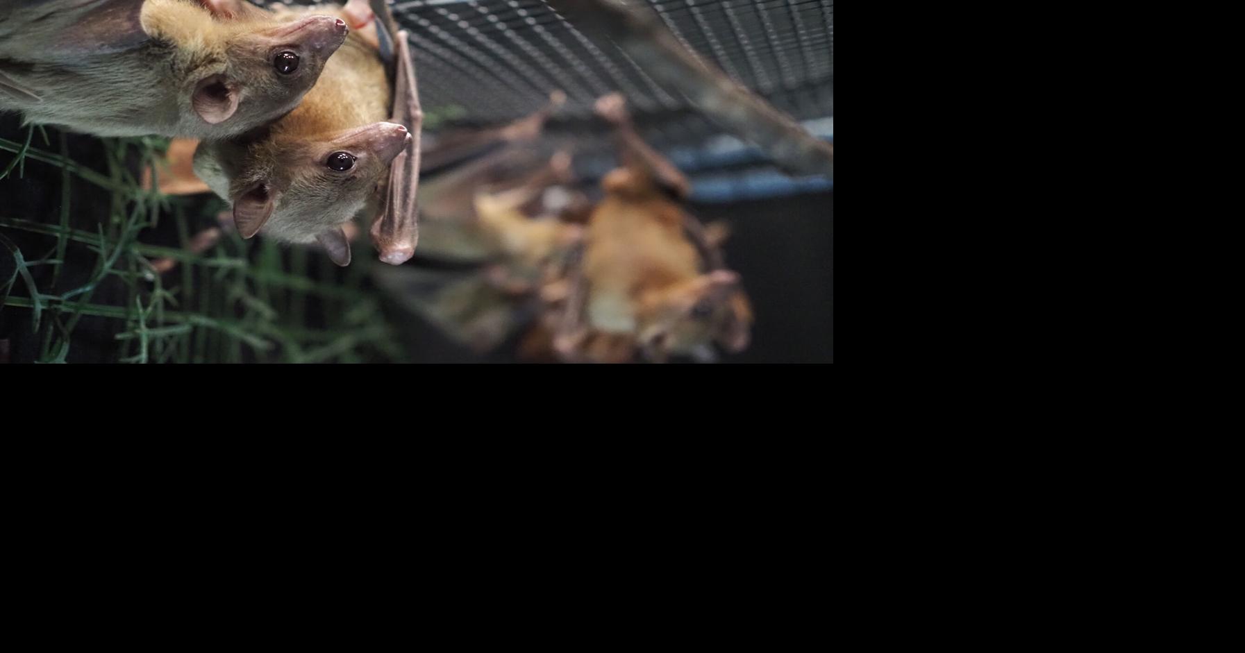 Campus researchers identify vocalization neural link in bats ...