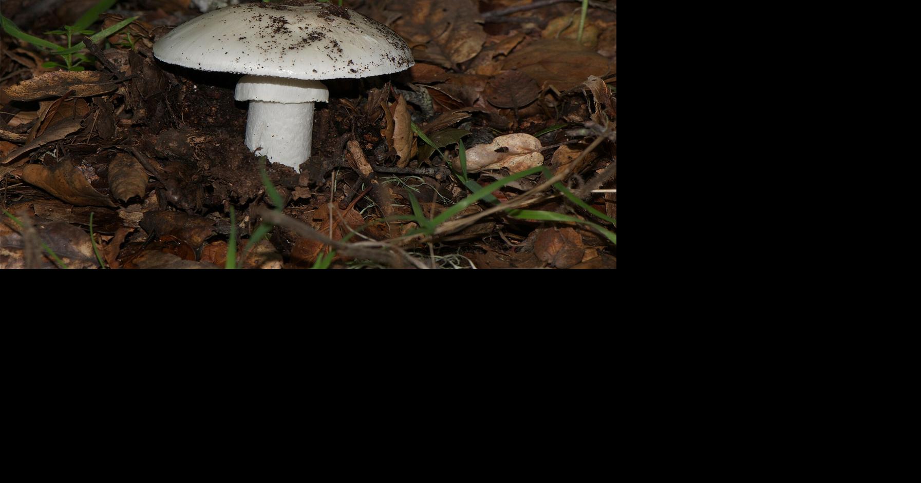 Toxic mushrooms grow in Berkeley | Environment | dailycal.org