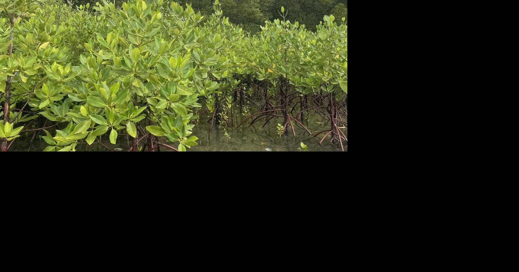 Mangroves again | Poems | dailycal.org