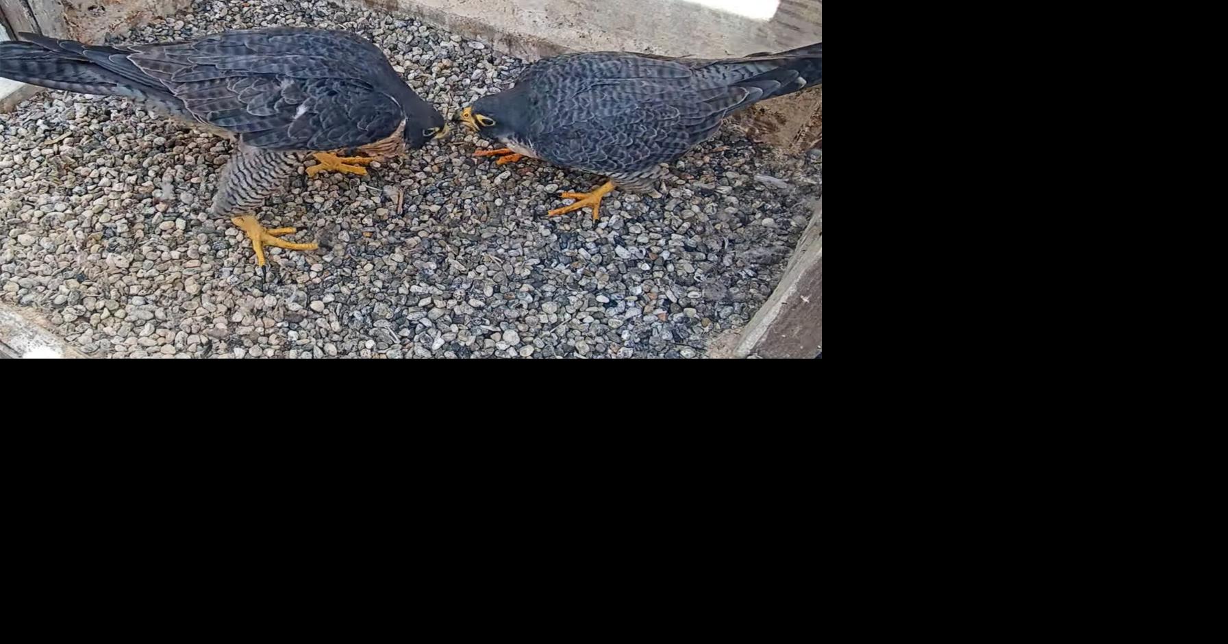 Famous Campanile falcons missing and feared dead, ‘bird flu’ suspected ...
