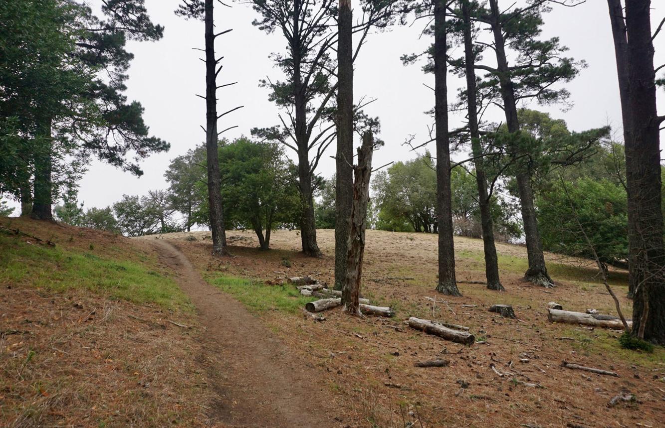 Oski the Bear: The history of UC Berkeley's mascot | Archives ...