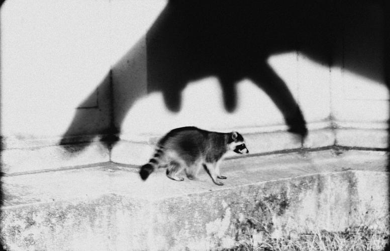 Photo Essay: Haunted places and spooky spaces in UC Berkeley ...