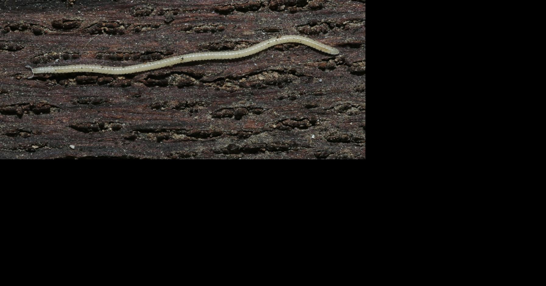 Campus researchers discover new species of millipede | Research And ...