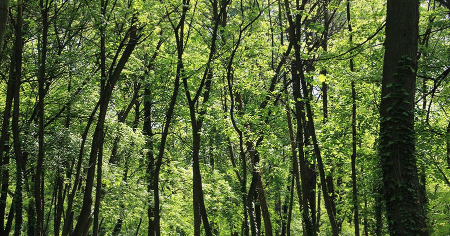 Clear: A poem | Poems | dailycal.org