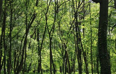 Clear: A poem | Poems | dailycal.org