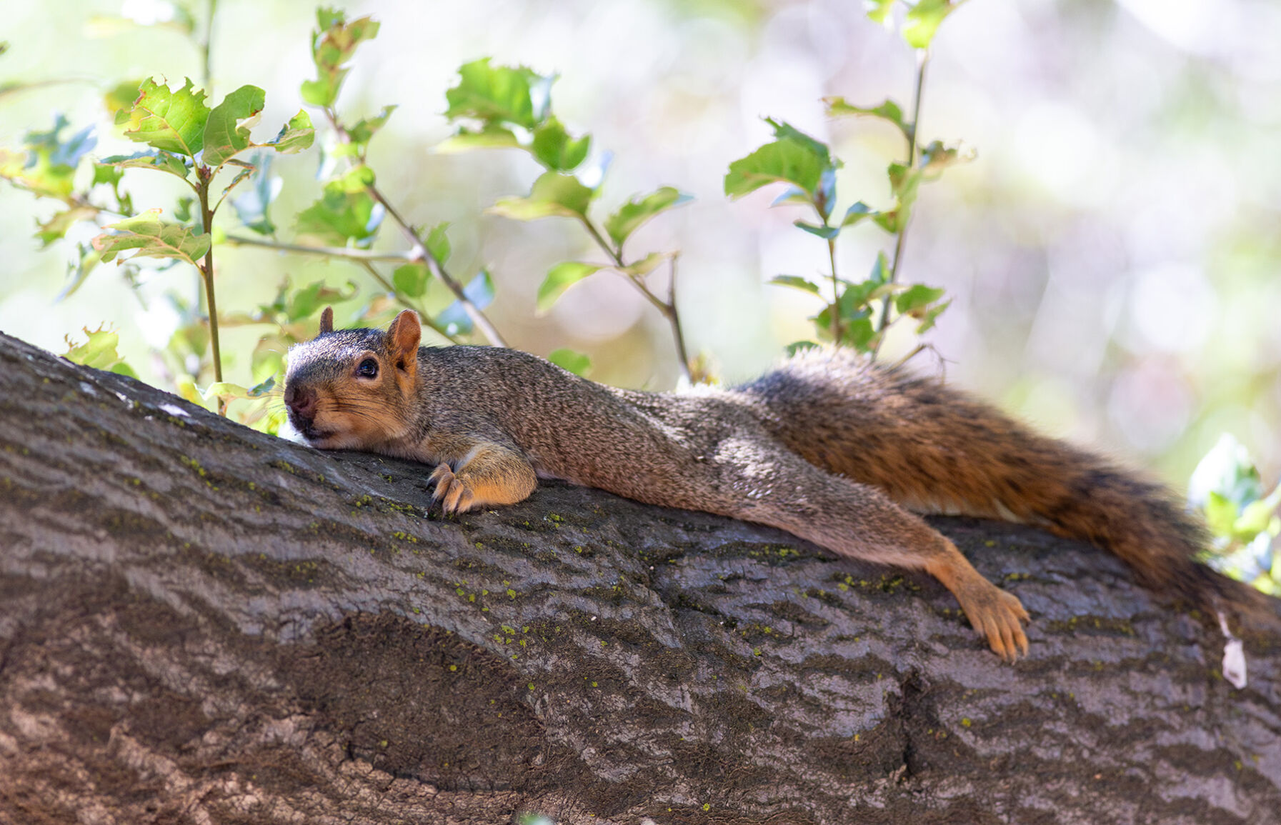 Senator Ethan Hu runs for ASUC president, vice president | | dailycal.org