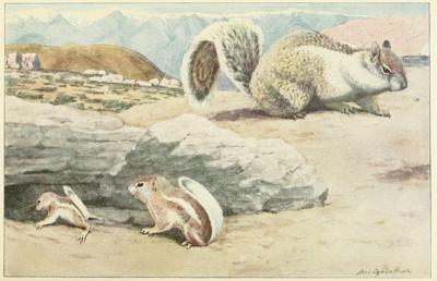 Jesus, the squirrel | Fiction | dailycal.org