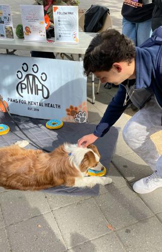 Pawsitive thoughts: Therapy animals we adore | Archives | dailycal.org