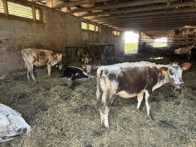 Eight Generations Strong: Whoa Nellie Farm Keeps Tradition Alive in ...