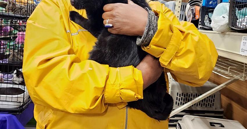 Black cat back home after 5 years on the run | Multimedia ...