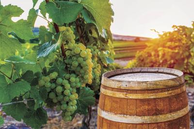 Tangled Up in Vines planned | News | dailycourier.com