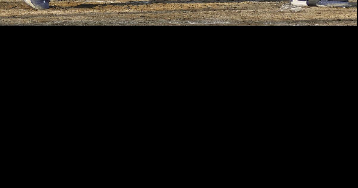 Doherty wins athlete of the week | Sports | dailycourier.com