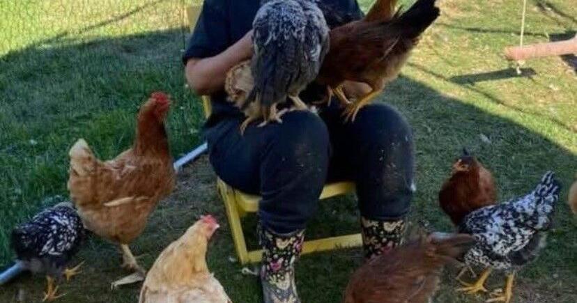 Backyard chickens a growing trend in Fayette County | News ...