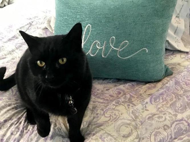 Black cat back home after 5 years on the run | Multimedia ...
