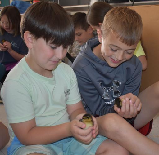 Trout in the Classroom | Multimedia | dailycourier.com